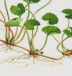 Ciri-Ciri Daun Pegagan: 3 Hal yang Harus Orang Tua Ketahui Sebelum ...