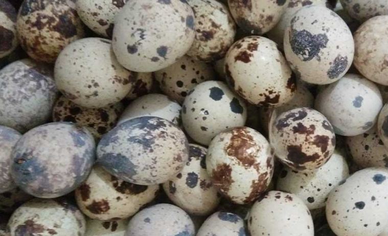 Ketahui Jumlah Butir Telur Puyuh untuk Bayi Sesuai Tahapan Usianya ...